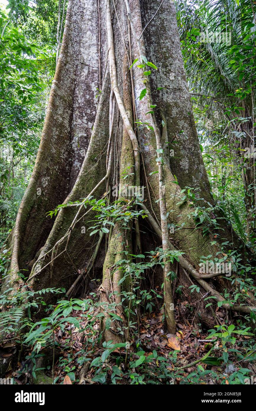 Peruvian Amazon rainforest Stock Photo - Alamy