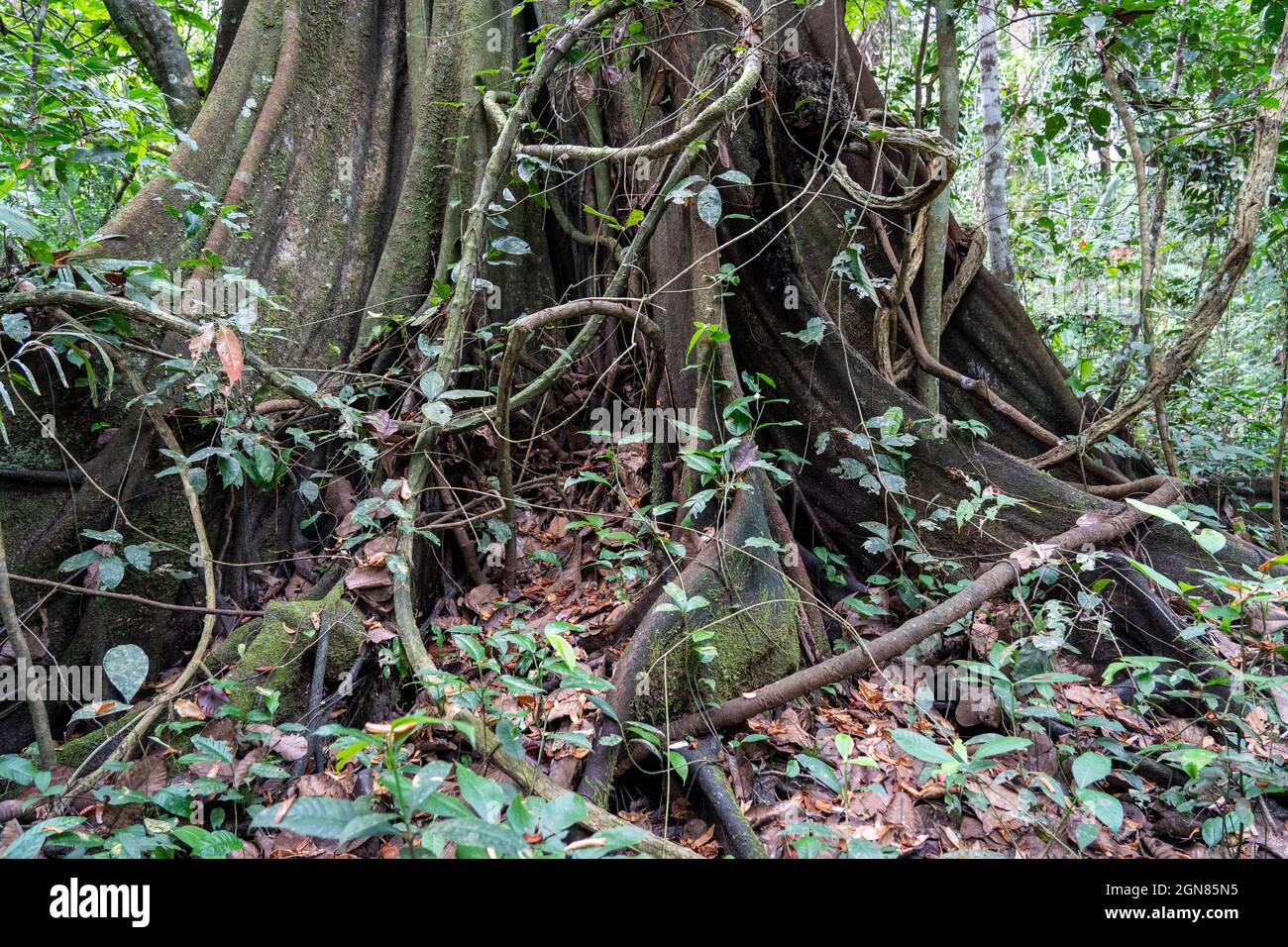 Amazon vines hi-res stock photography and images - Alamy