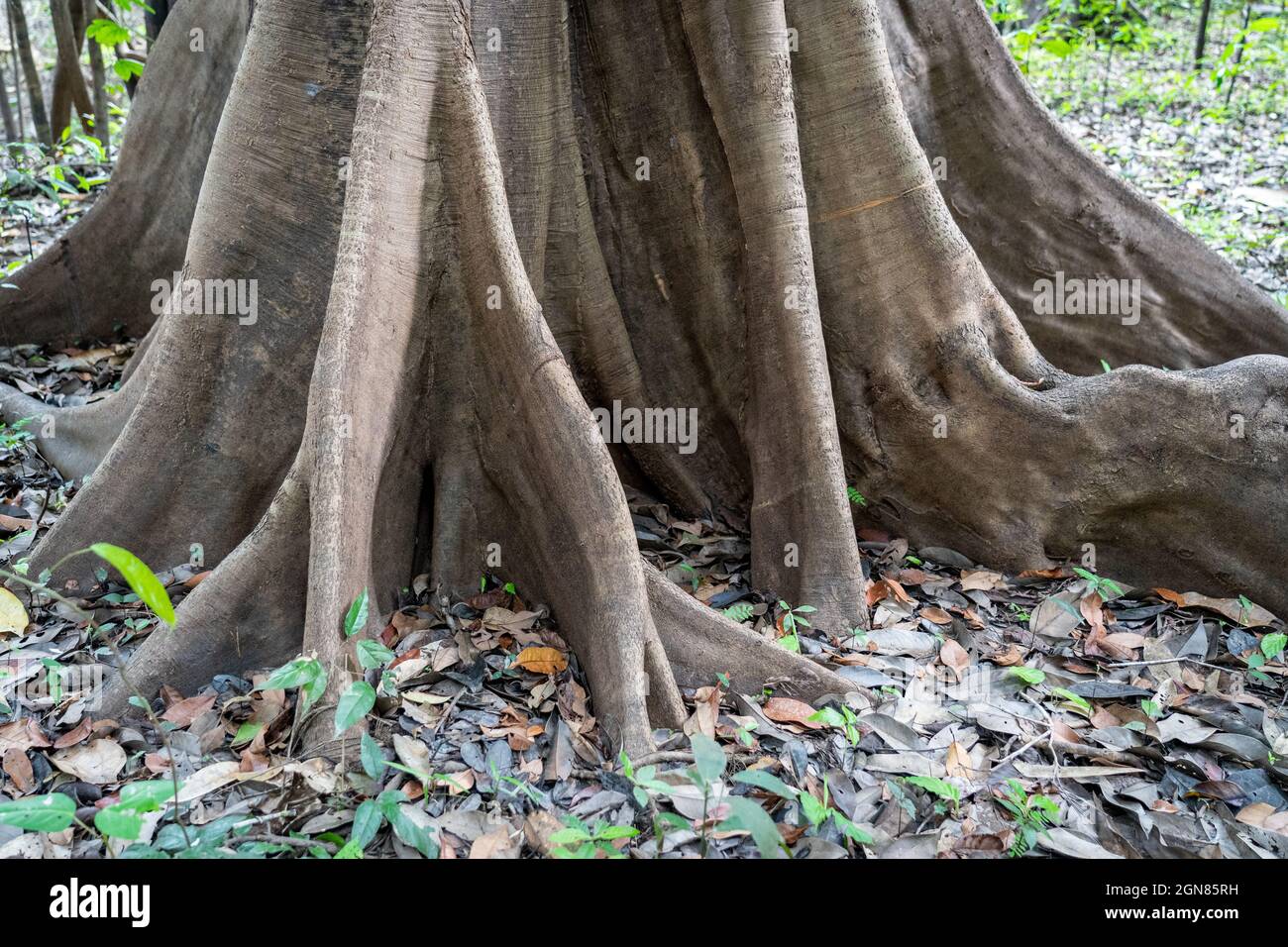 Peruvian Amazon rainforest Stock Photo - Alamy