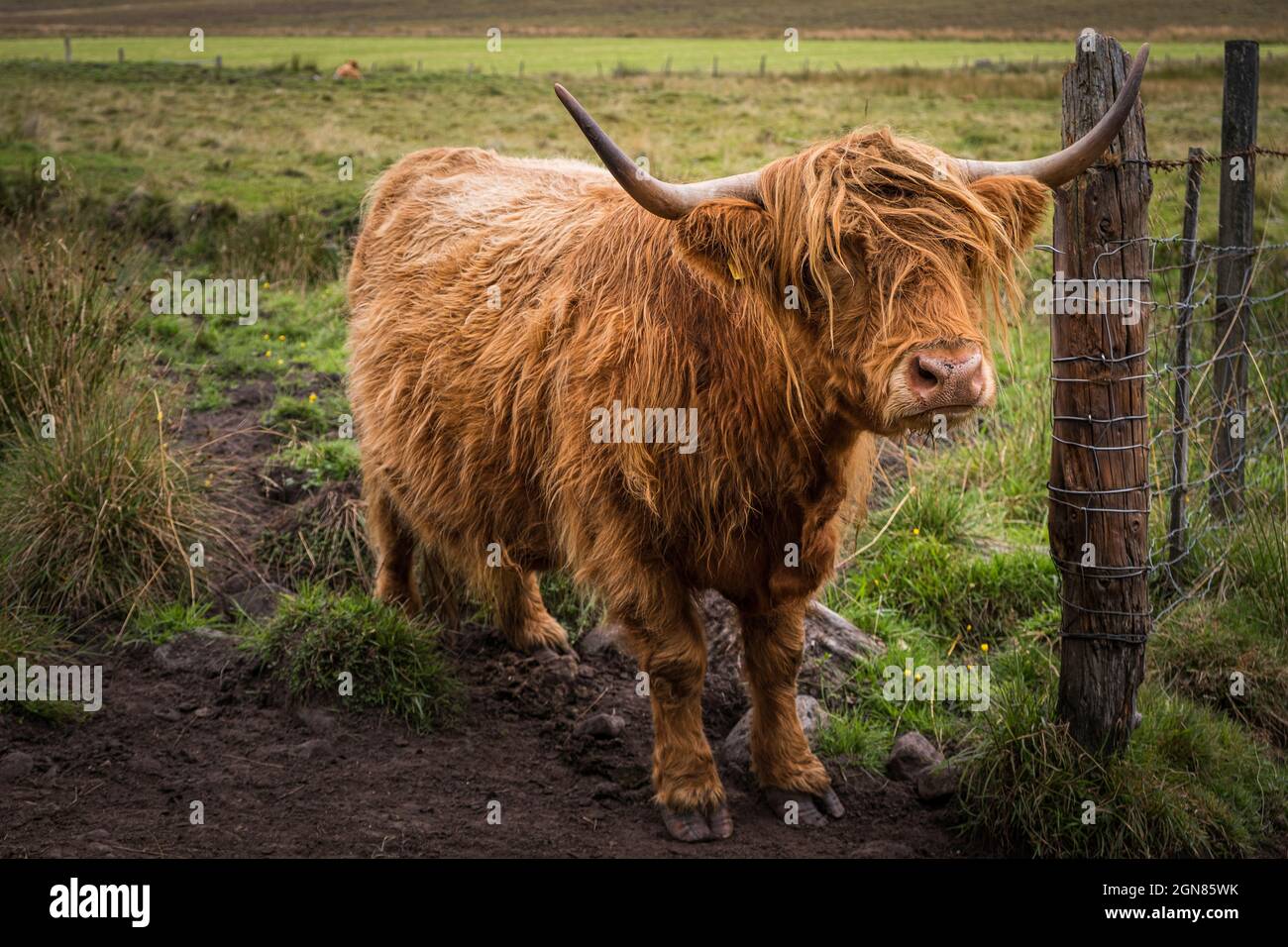 Highland coo hi-res stock photography and images - Alamy