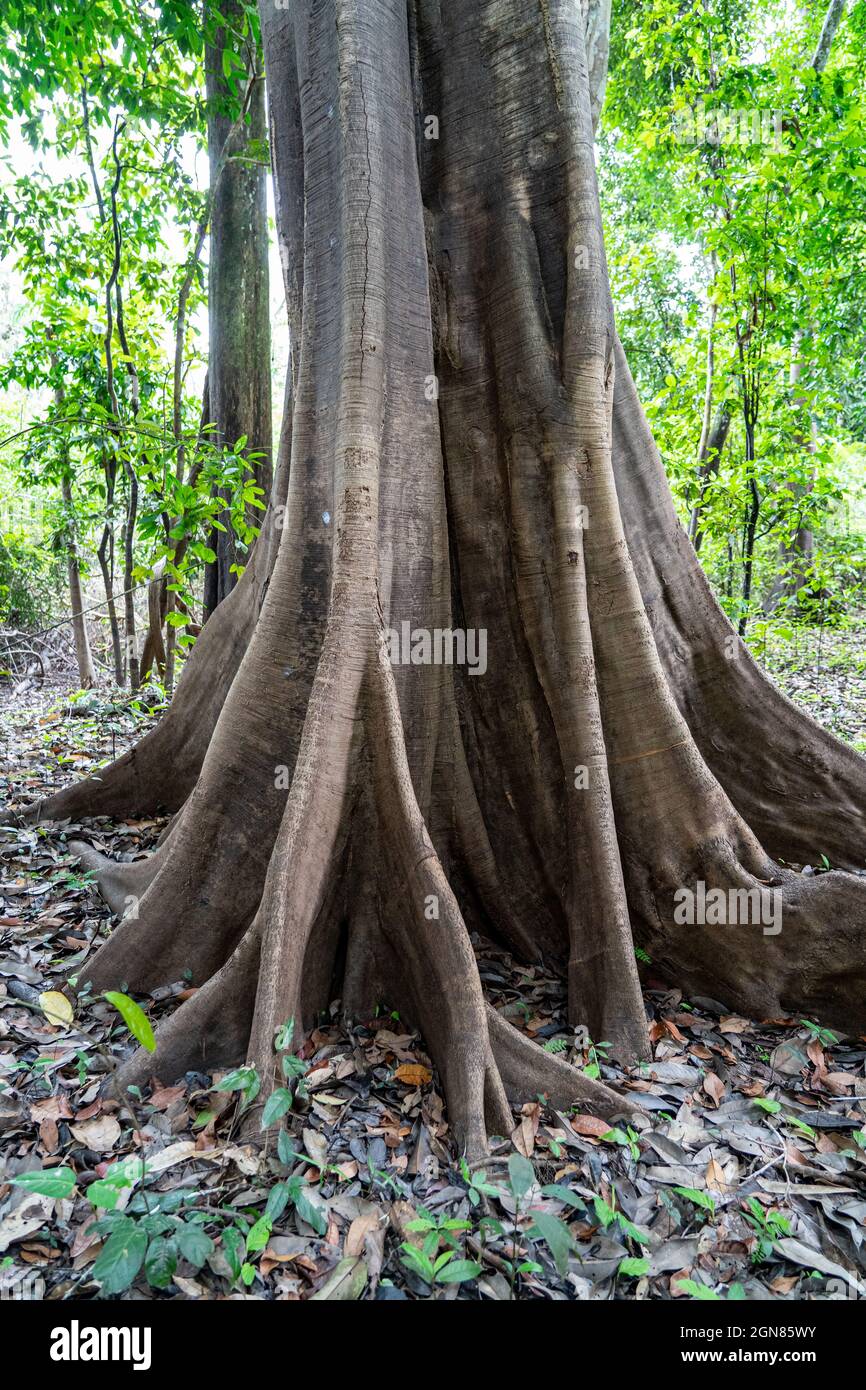 Amazon vines hi-res stock photography and images - Alamy