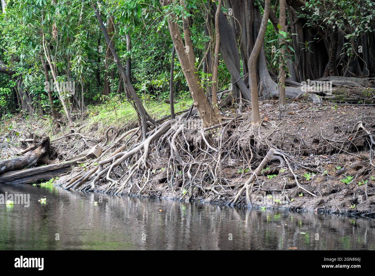 Peruvian Amazon rainforest Stock Photo - Alamy