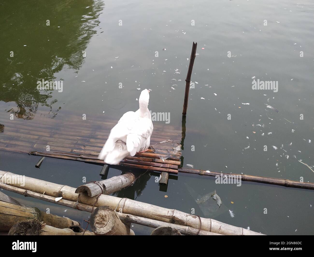 White goose standing near the lake Stock Photo - Alamy