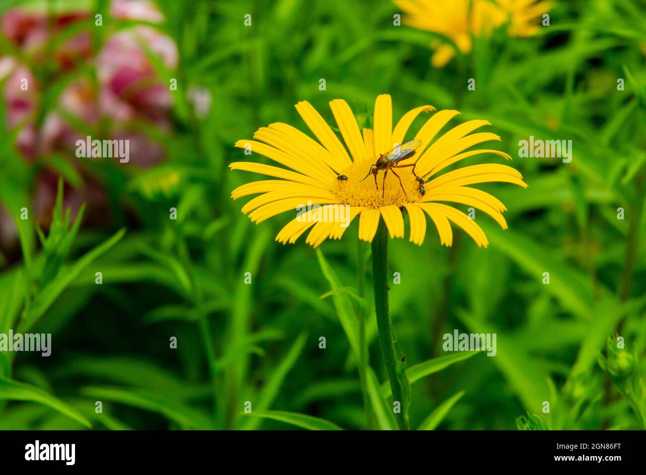 Insect on Inula britannica, the British yellowhead or meadow fleabane ...