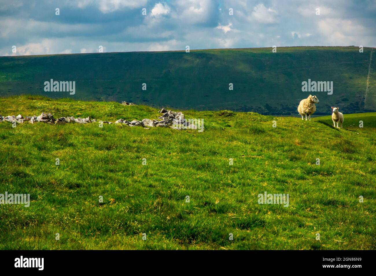 Sheep grazing in fields near Castleton in the Peak District National ...