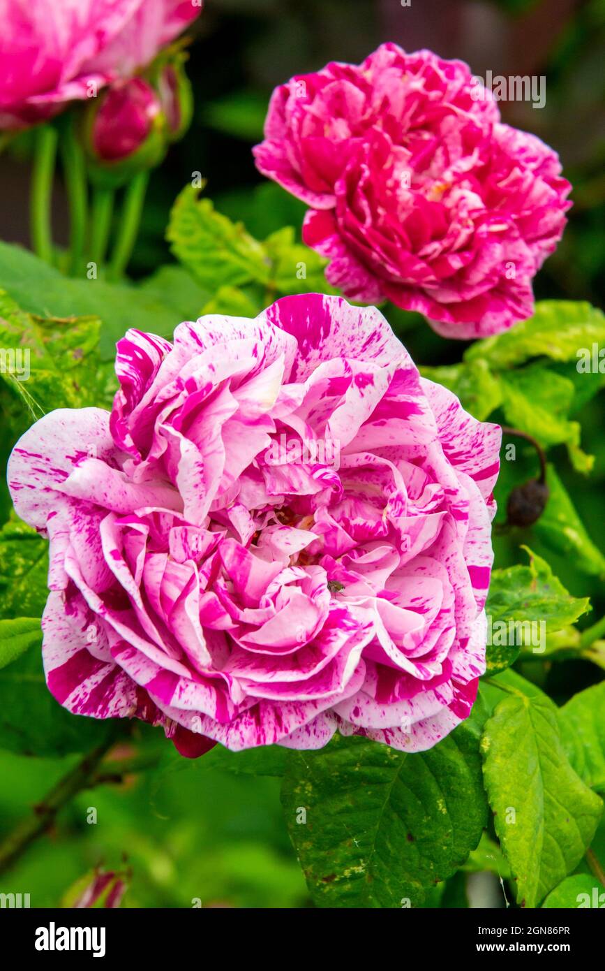 Close up view of peony or paeony a flowering plant in the genus Paeonia ...