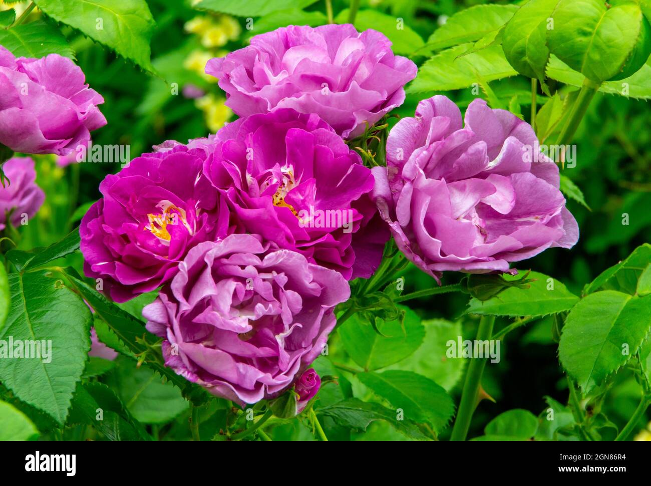 Purple roses hi-res stock photography and images - Alamy