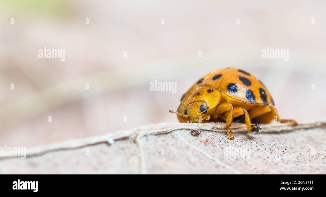 Beautiful yellow ladybug with black dots crawling on a leaf isolated on ...