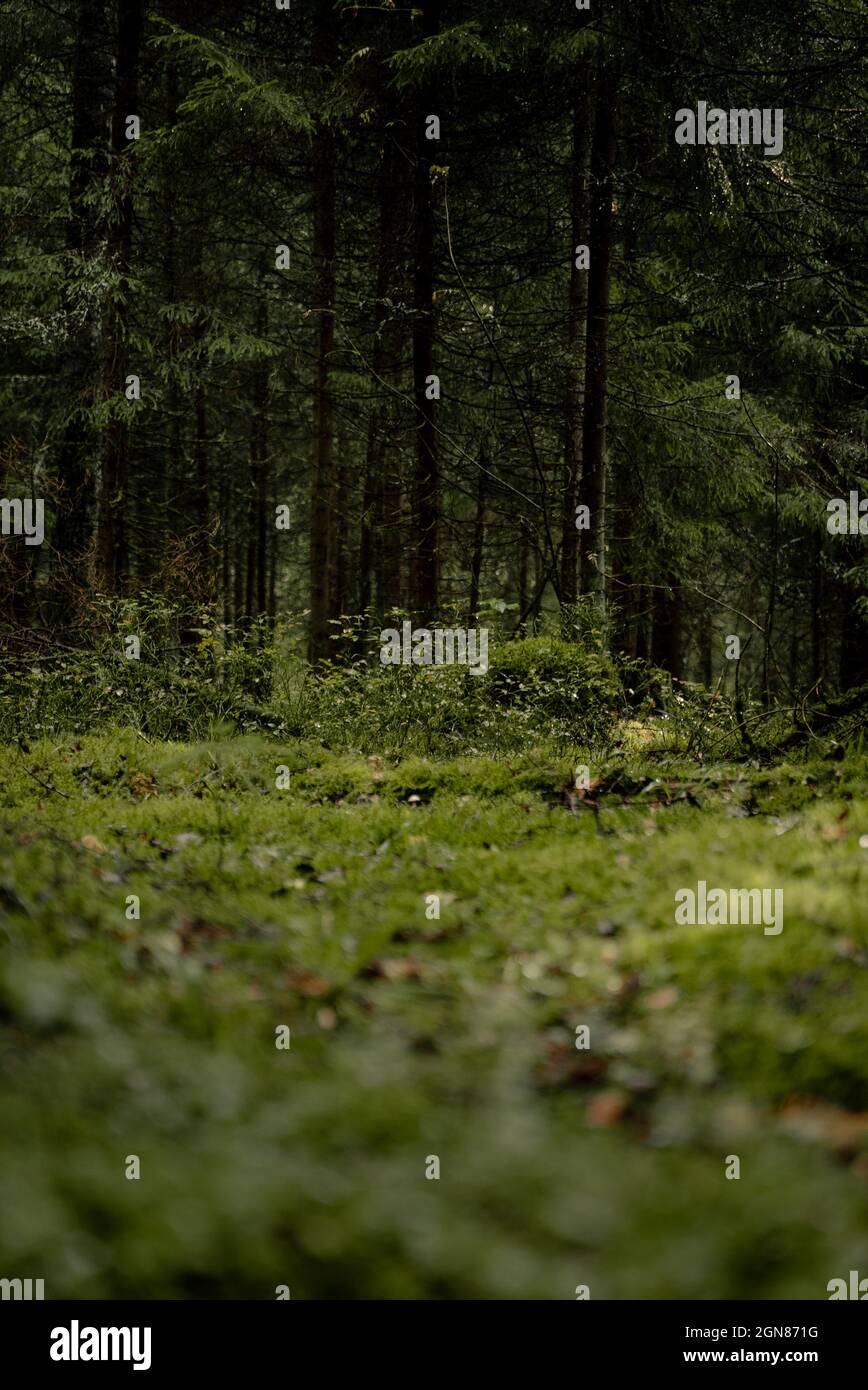 Vertical shot of a verdurous landscape in a forest depth Stock Photo ...