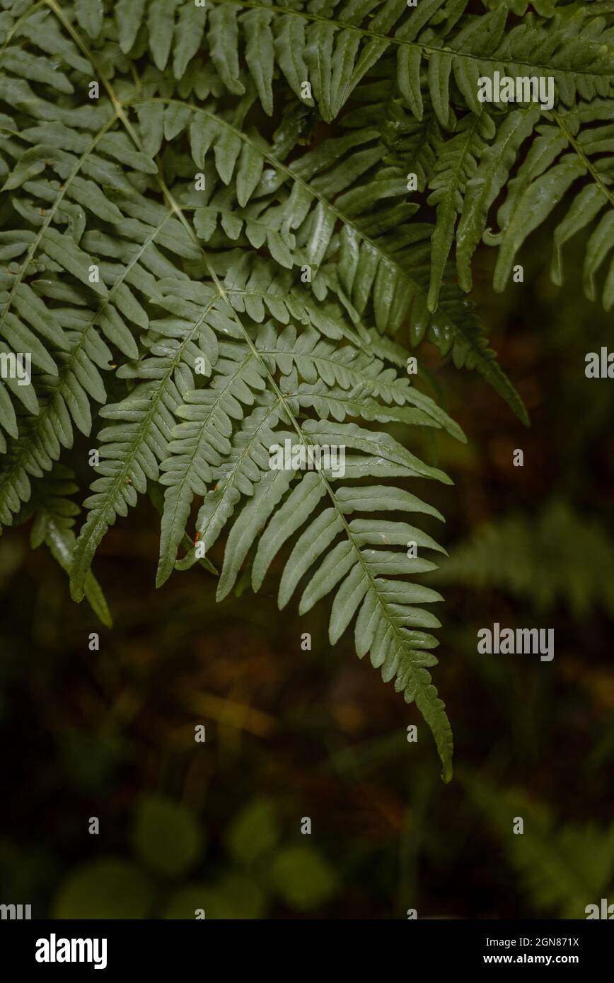Vertical closeup shot of a green woody fern plant growing in a forest ...