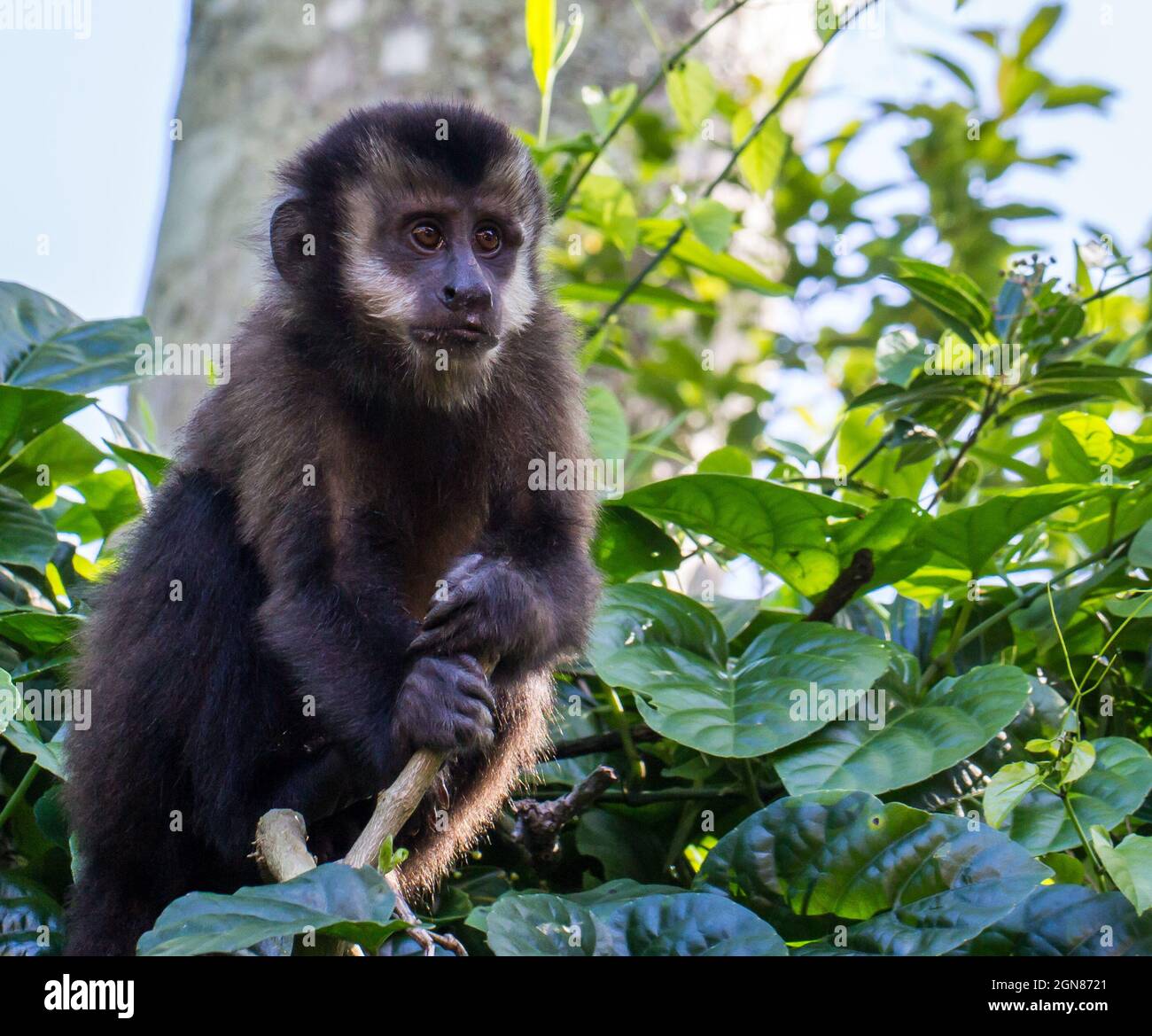 A cute lovely Wedge-capped capuchin or weeper capuchin monkey sitting ...