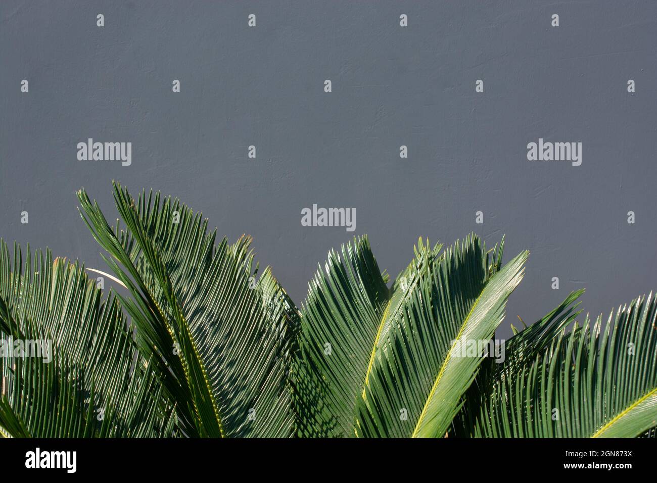 Cycadophyta hi-res stock photography and images - Alamy