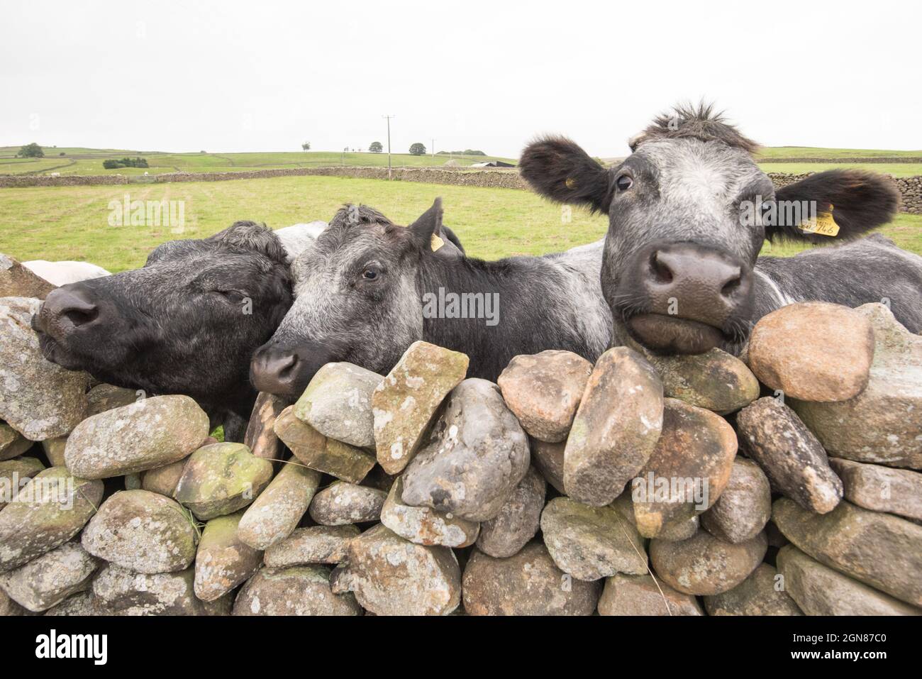 Curious cattle and how they potentially push off stones from dry ...