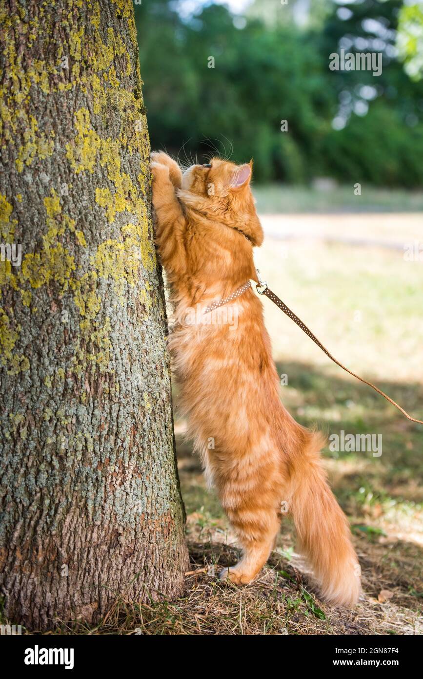 Sharpen claws cat hi-res stock photography and images - Alamy