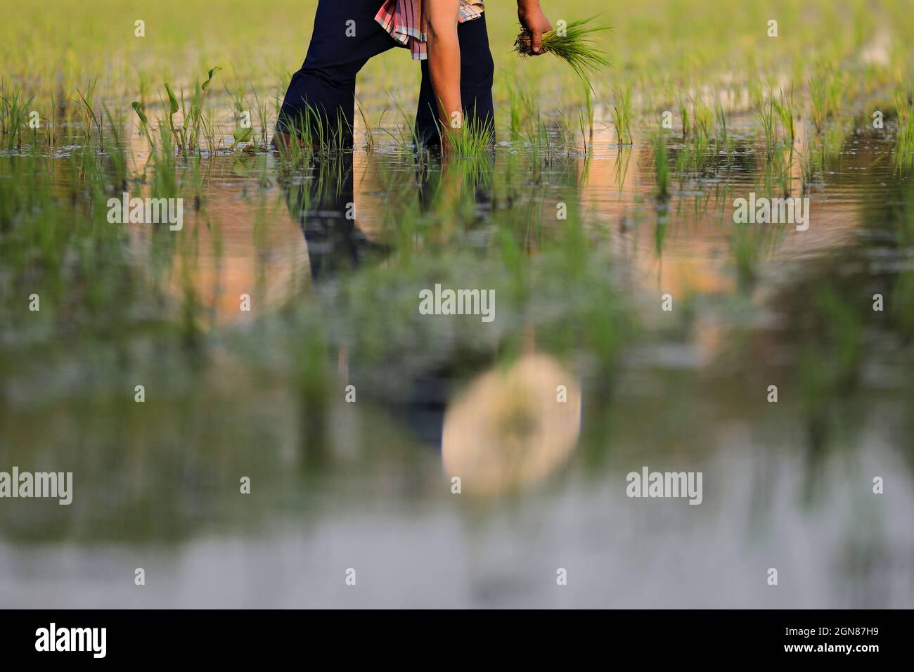 Farmer rice planting on water Stock Photo - Alamy