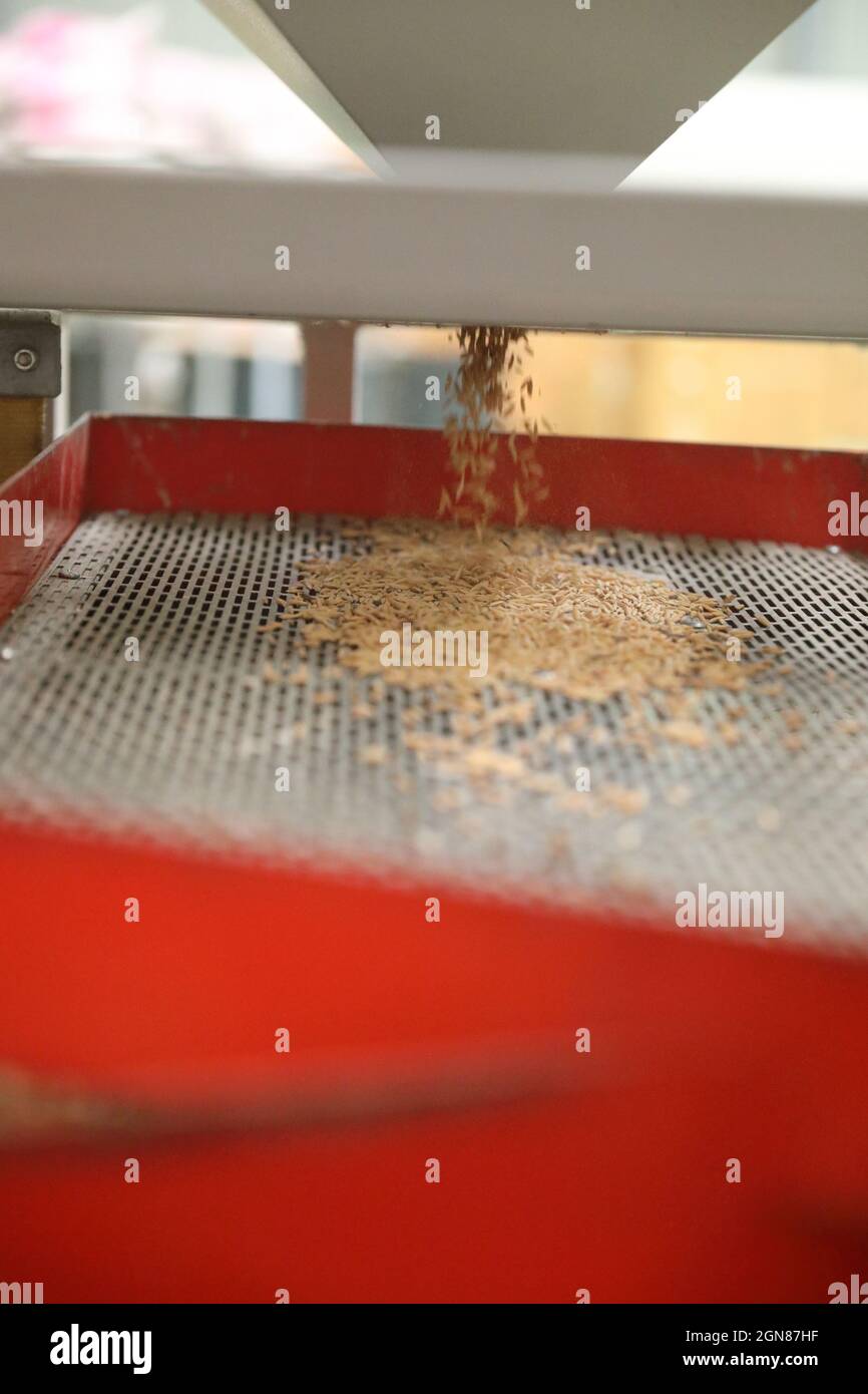 Process paddy into rice hi-res stock photography and images - Alamy