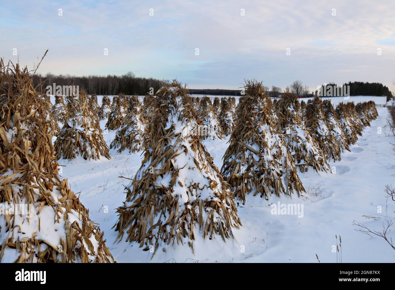 Stooks of corn lined up in the snow Stock Photo - Alamy