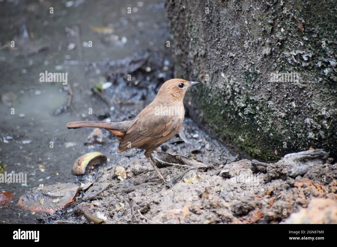 Food bird birds small hi-res stock photography and images - Alamy