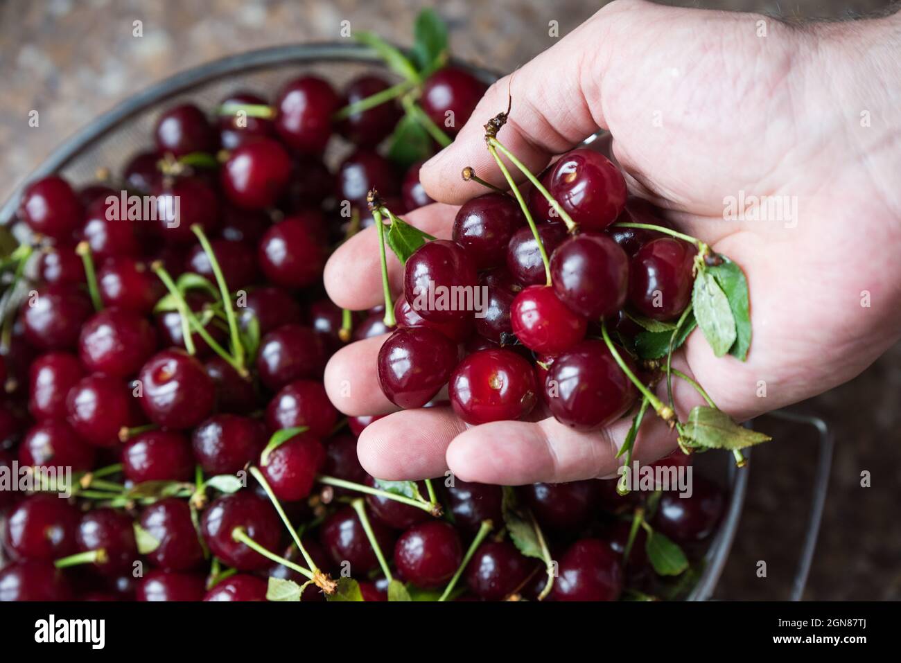 Farmer picking cherries hand hi-res stock photography and images - Alamy