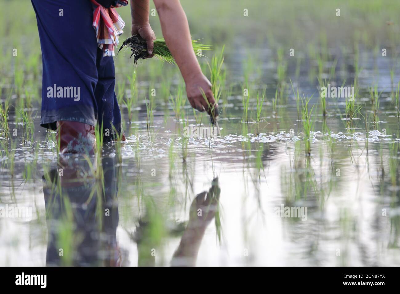Farmer rice planting on water Stock Photo - Alamy