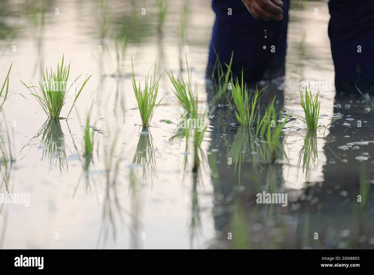 Farmer rice planting on water Stock Photo - Alamy