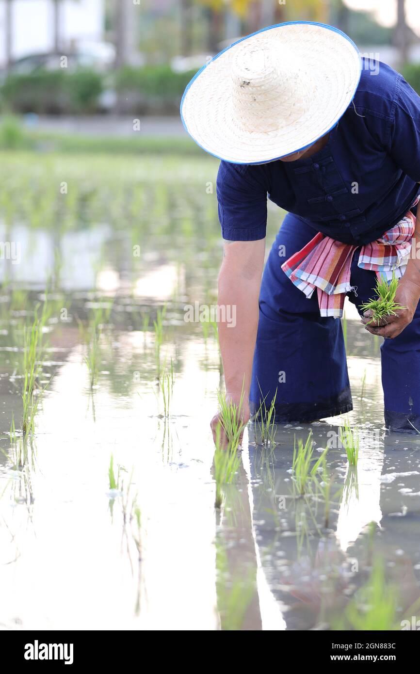 Farmer rice planting on water Stock Photo - Alamy