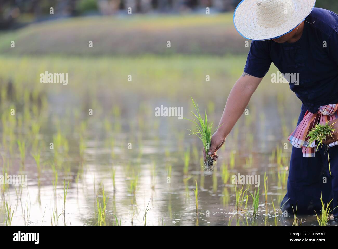 Farmer rice planting on water Stock Photo - Alamy