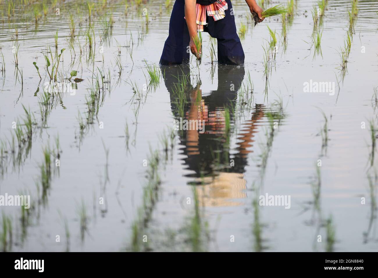 Farmer rice planting on water Stock Photo - Alamy