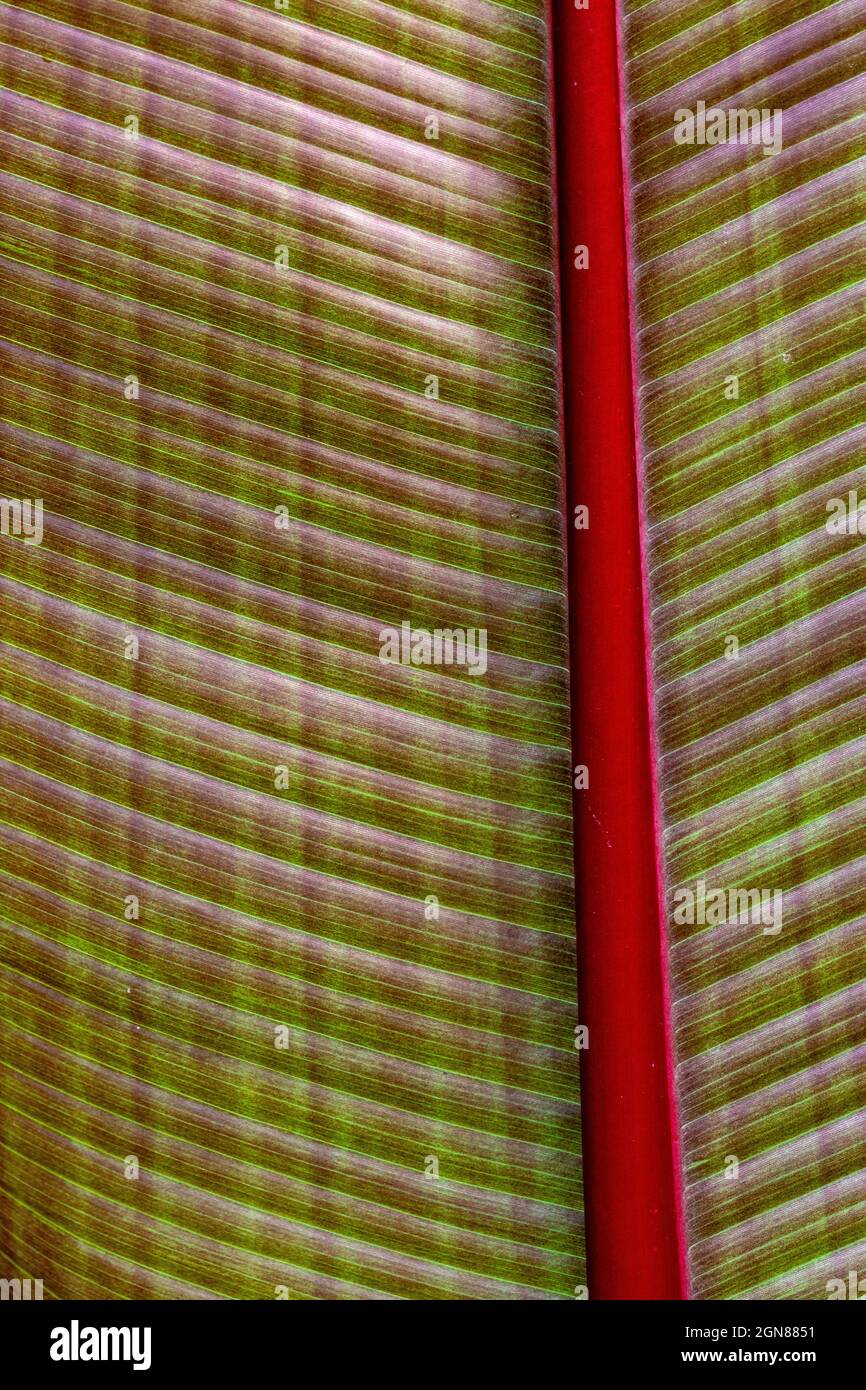 Close Up, Colourful Detail of a Red and Green Tropical Plant Leaf ...