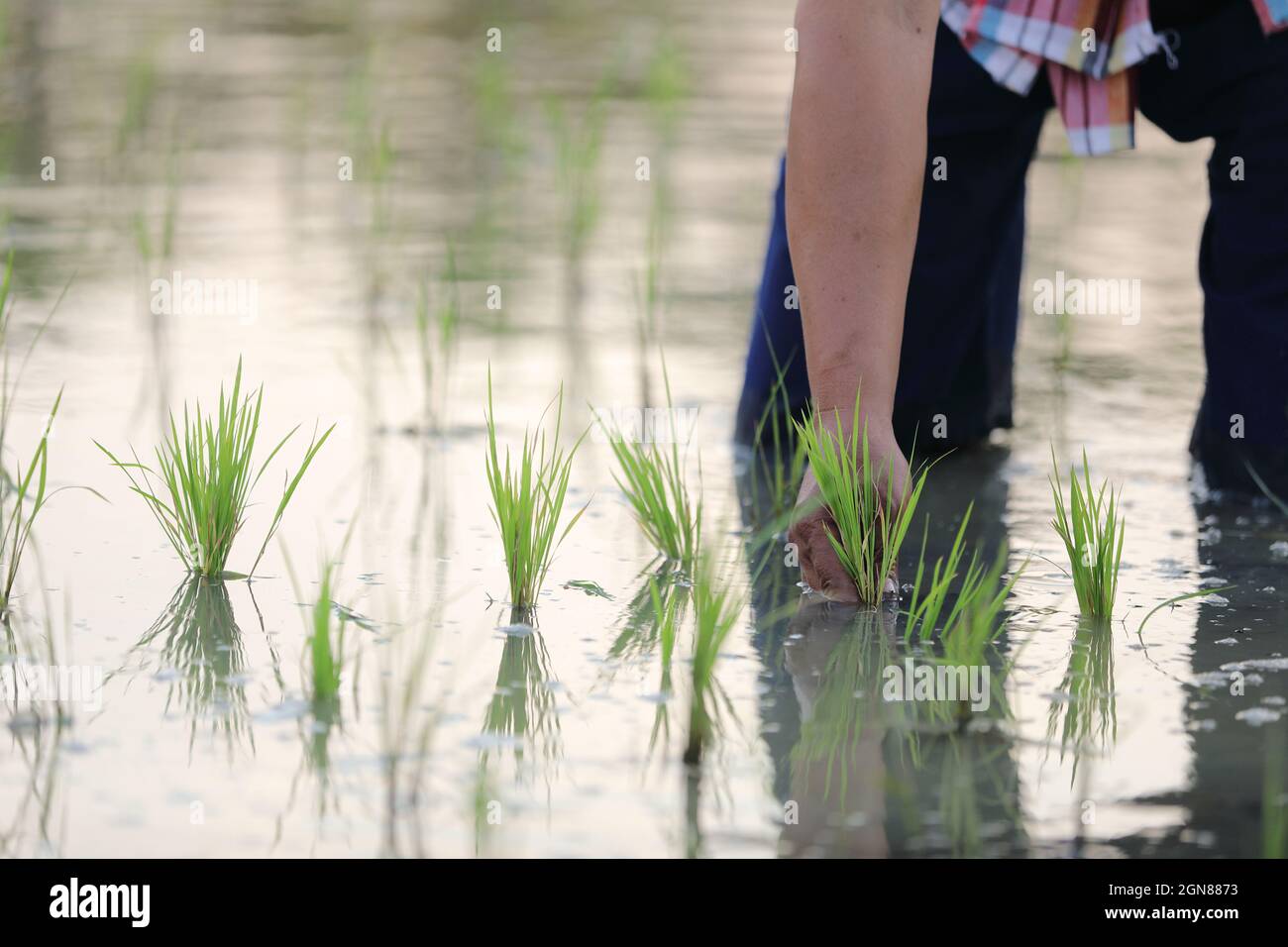Farmer rice planting on water Stock Photo - Alamy