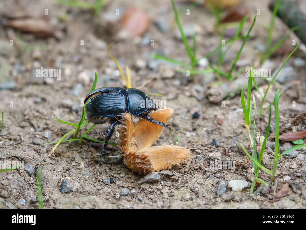 Dung beetle wings hi-res stock photography and images - Alamy