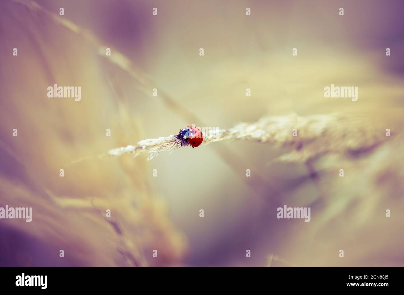 macro of red ladybug in pastel tone background Stock Photo - Alamy
