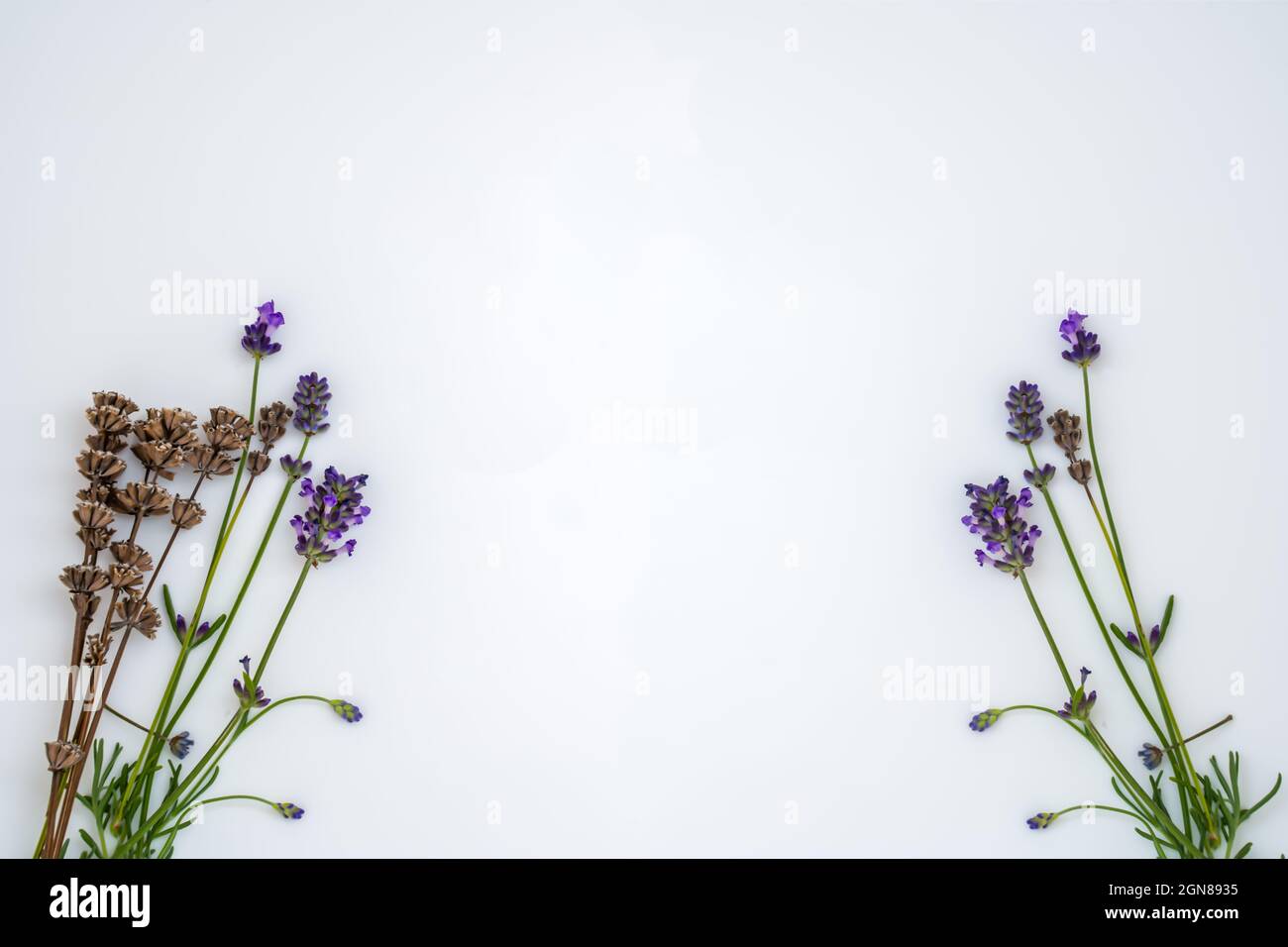 Lavender stems hi-res stock photography and images - Alamy