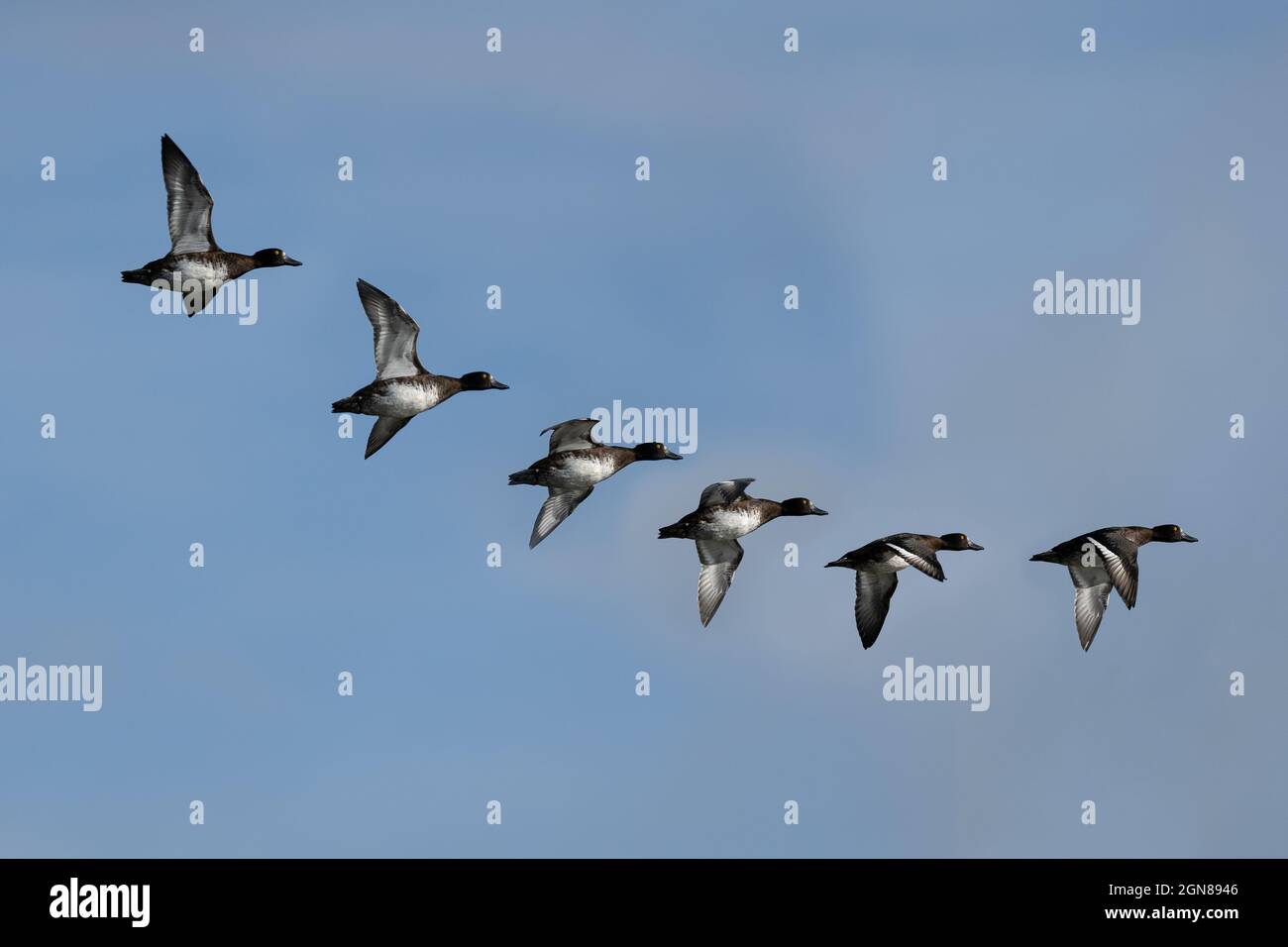 Flight path of a solo European Tufted Duck over the pond in the ...