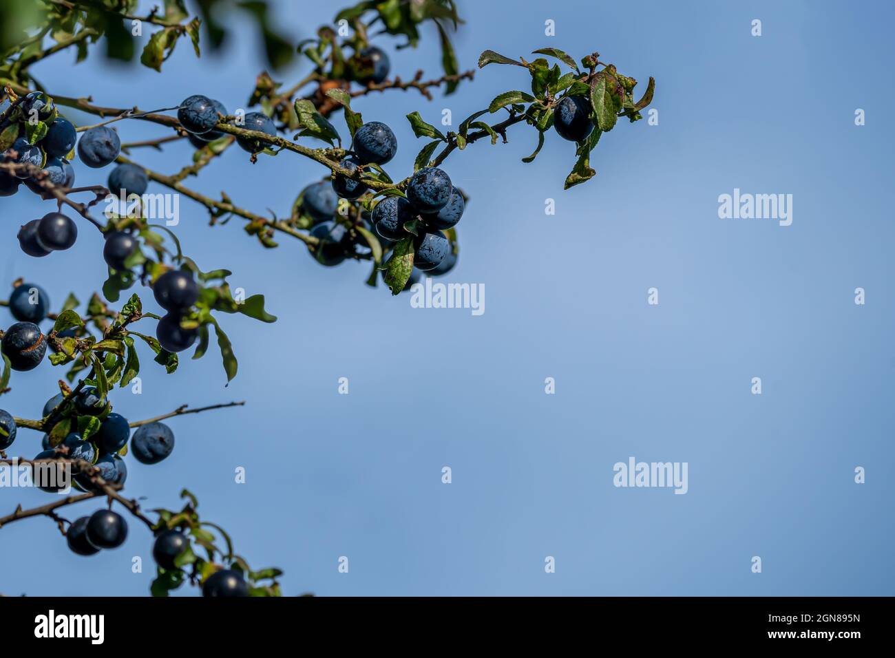 Close up selected focus of ripened sloe berries on a blackthorn (prunus ...