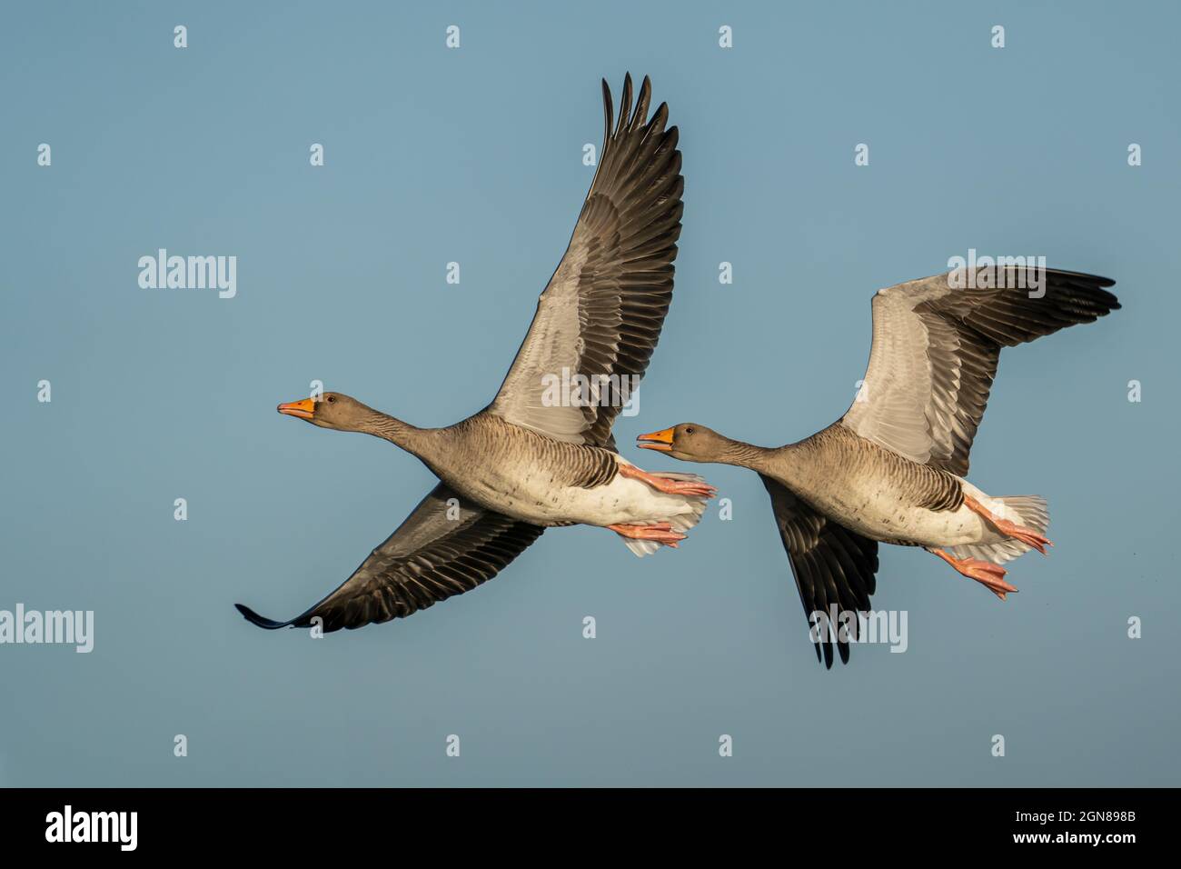 Family of Greylag Geese in formation during the migration around europe ...