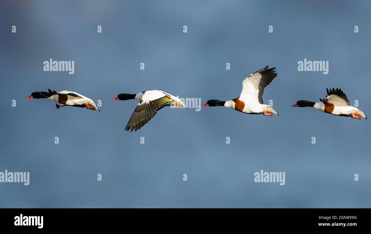 THe flight path of a shelduck bird in the sky Stock Photo - Alamy