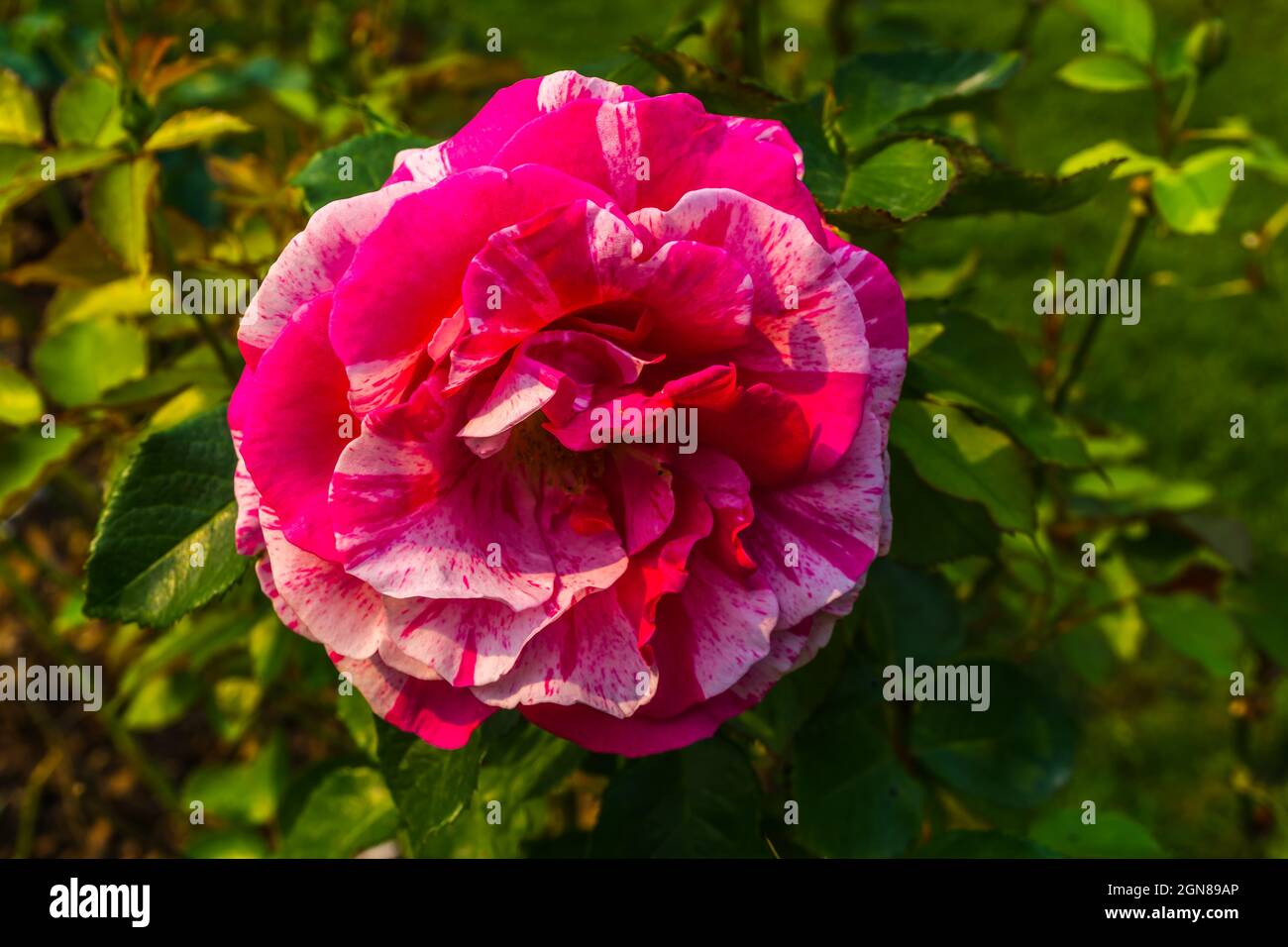 Rose two toned hi-res stock photography and images - Alamy