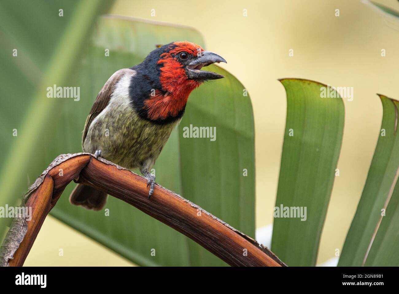 Black-collared Barbet, Lybius torquatus, adult, Makhanda/Grahamstown ...