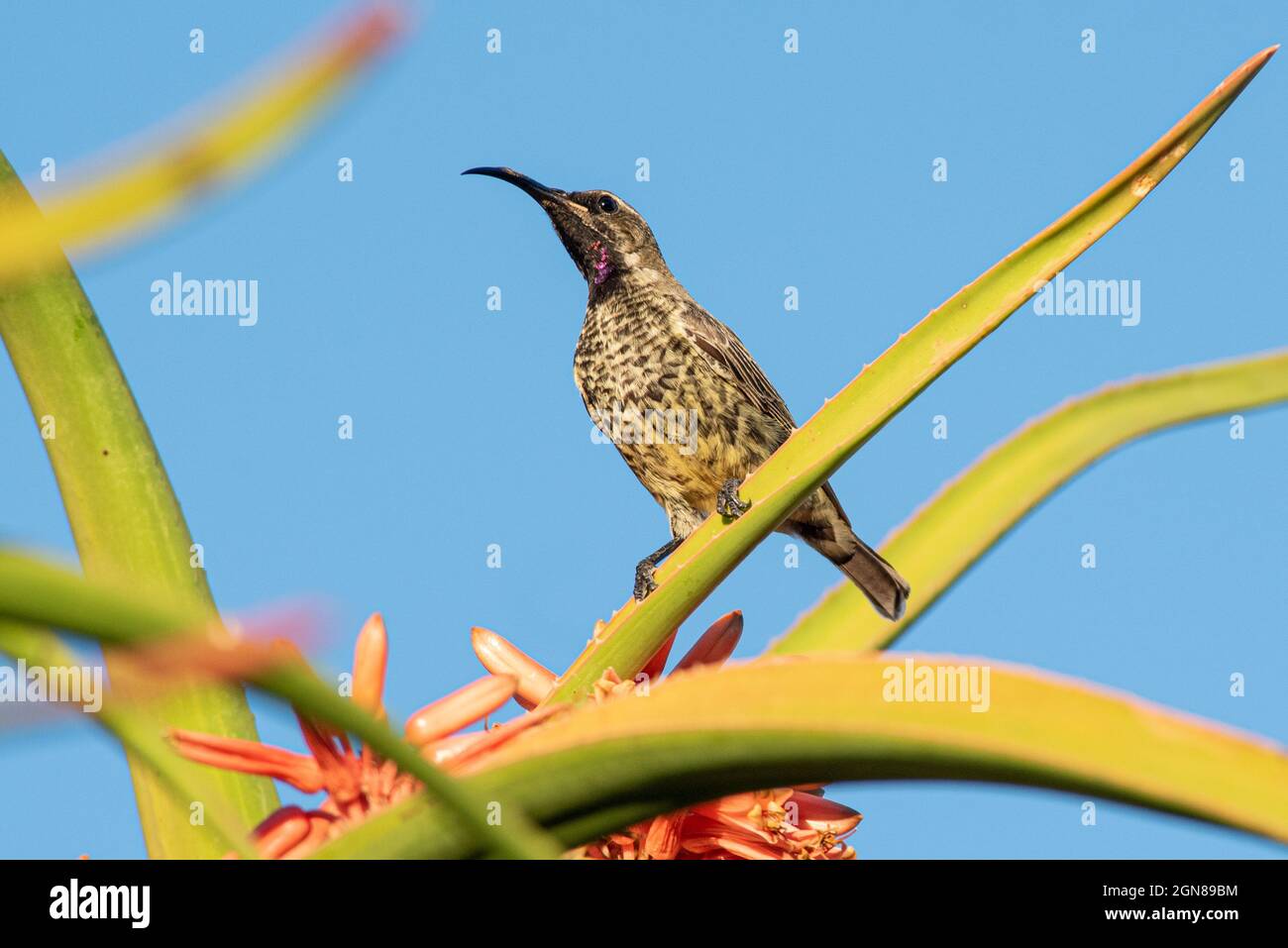 Amethyst Sunbird (Chalcomitra amethystina), juvenile male, Grahamstown ...