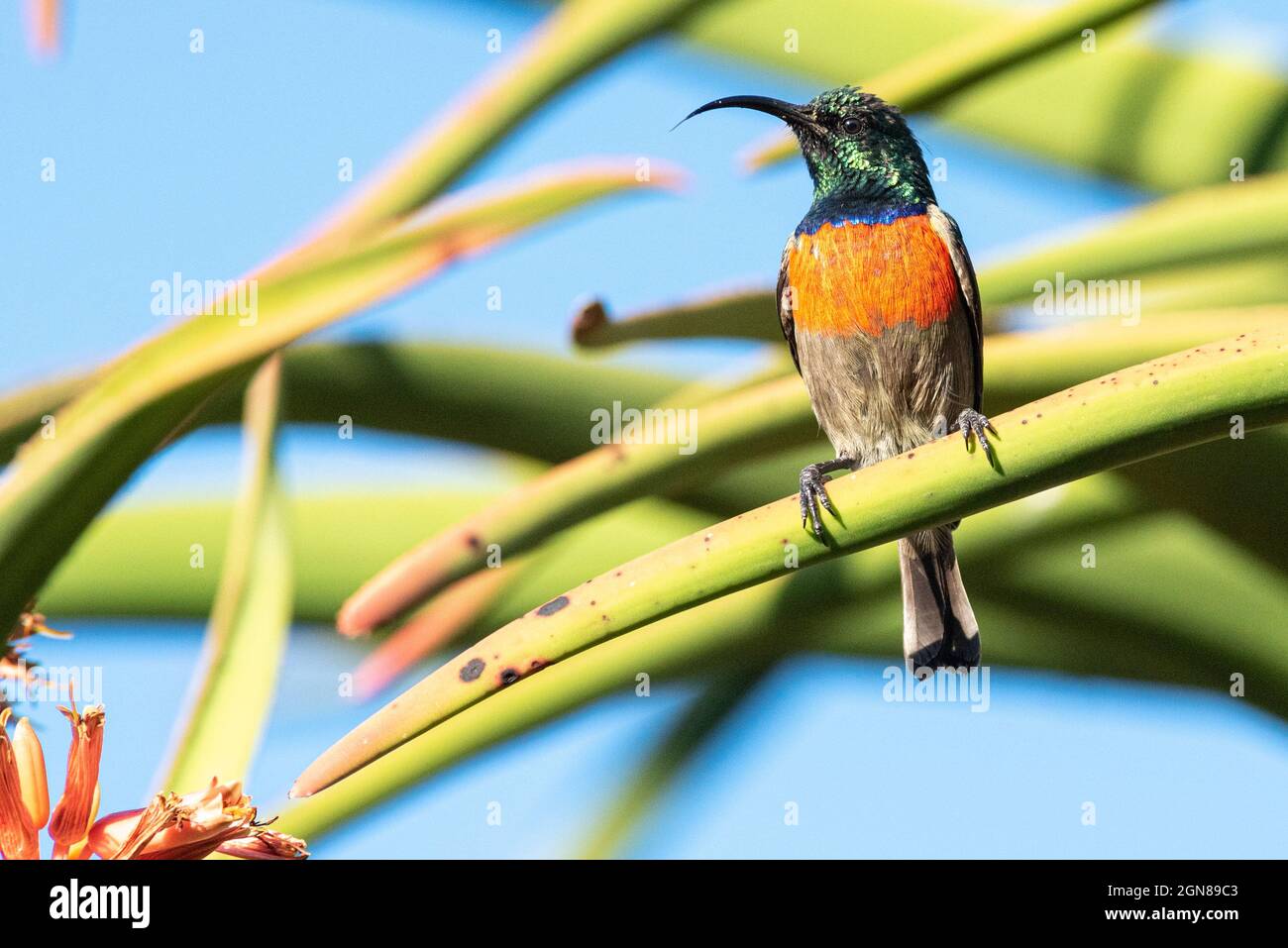 Greater double collared sunbird hi-res stock photography and images - Alamy