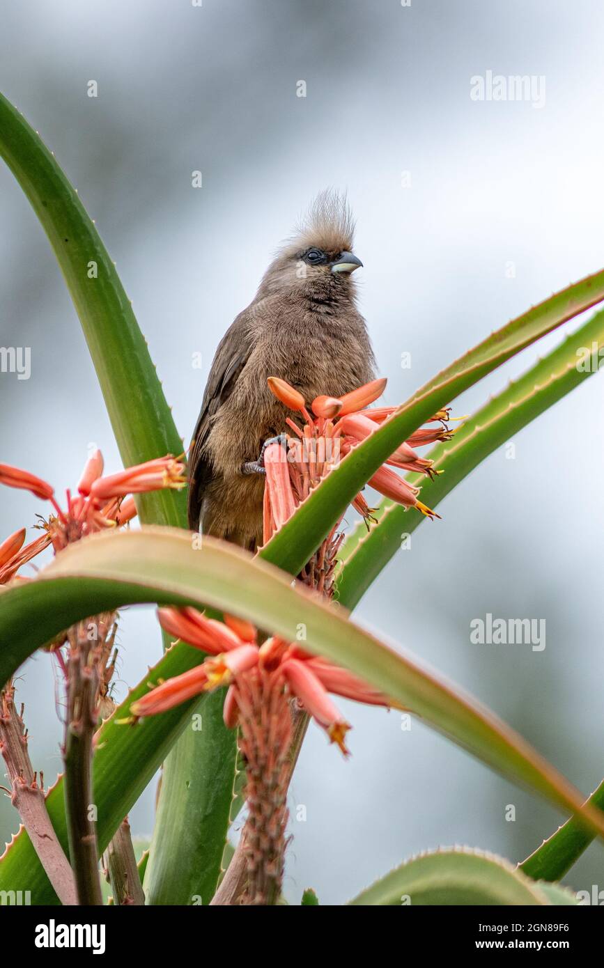 Speckled Mousebird (Colius striatus), Grahamstown/Makhanda, Eastern ...