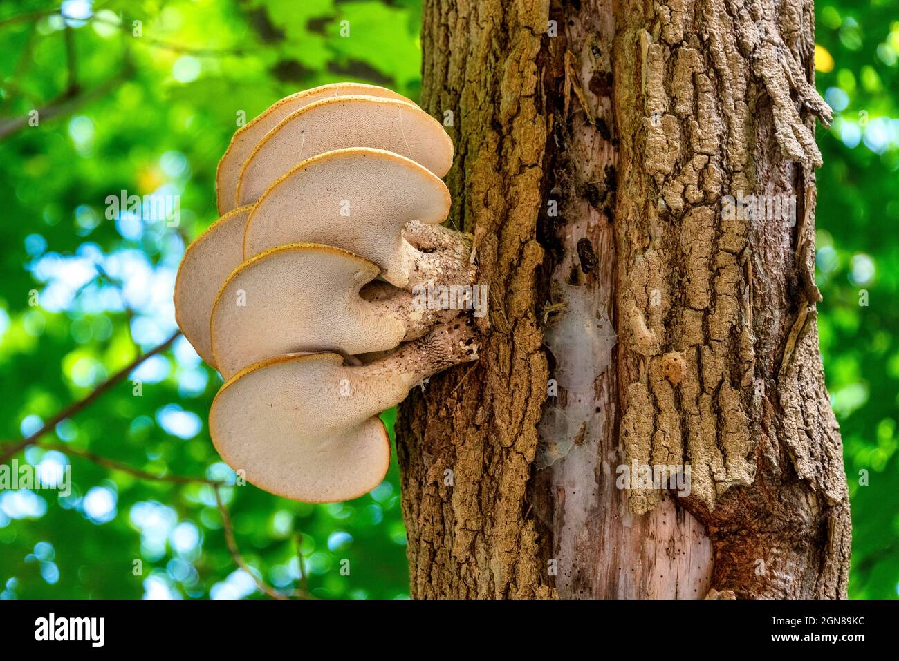 Common tree fungus in a forest in a Toronto public park in Canada Stock ...