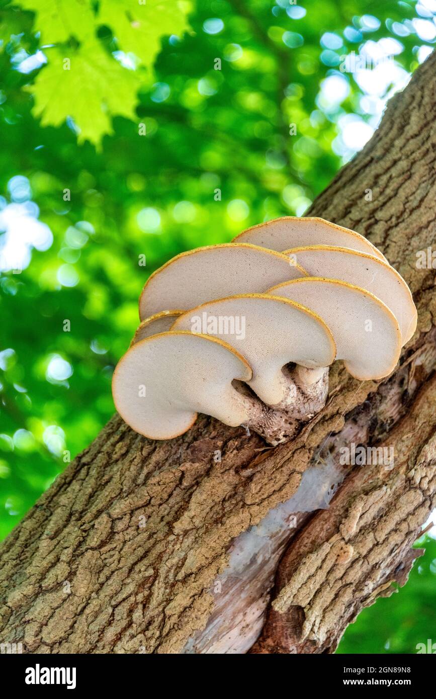 Common tree fungus in a forest in a Toronto public park in Canada Stock ...