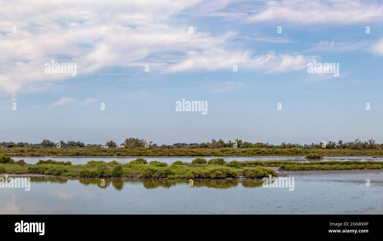 Camargue national nature reserve hi-res stock photography and images ...