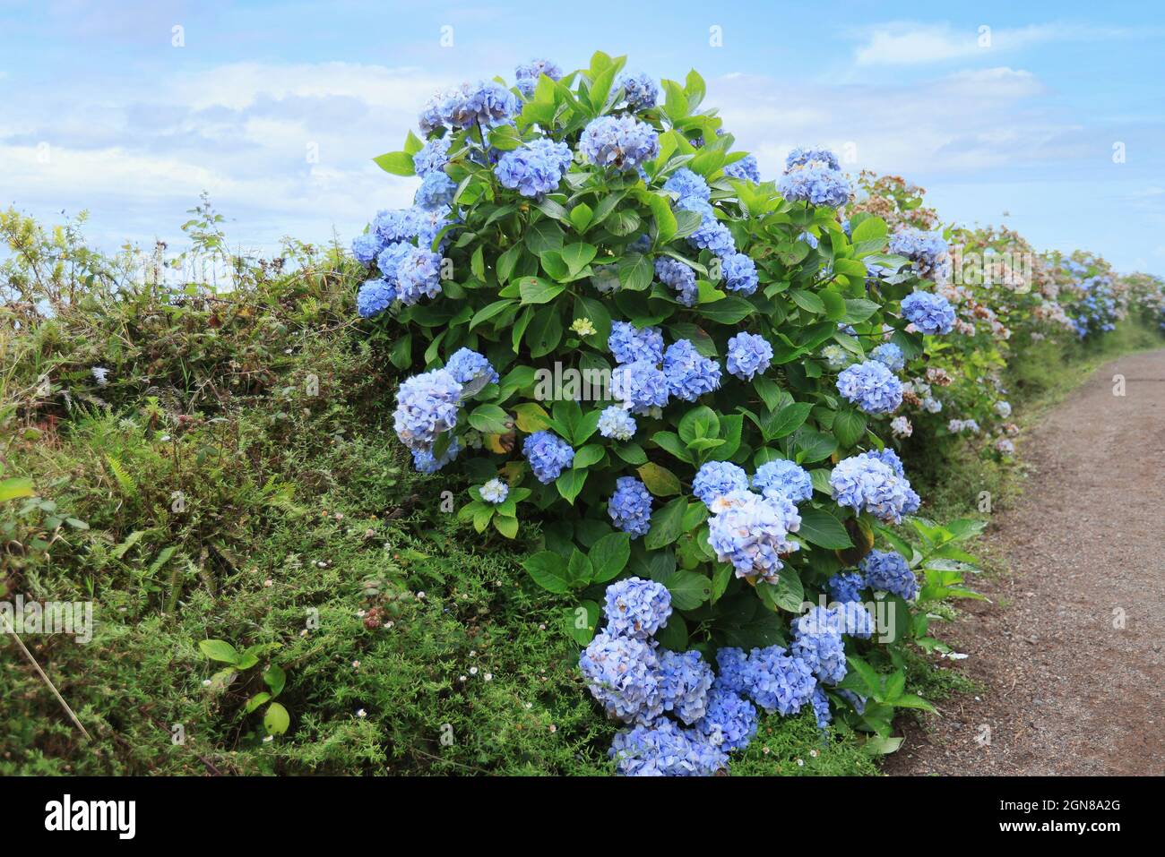 The beautiful hydrangeas of Sao Miguel, Azores Stock Photo - Alamy