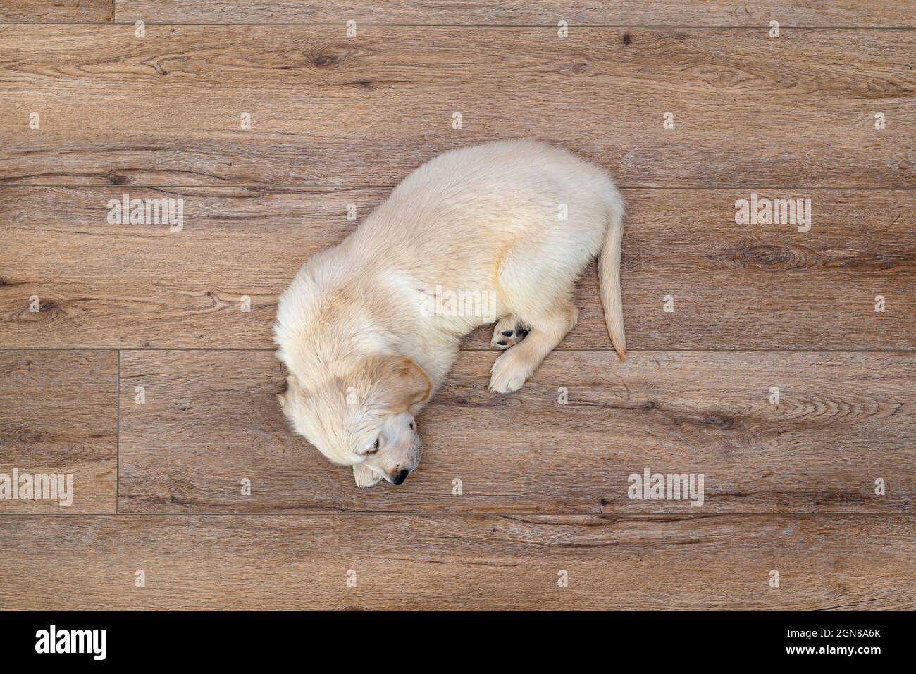 Sleeping dog top view hi-res stock photography and images - Alamy
