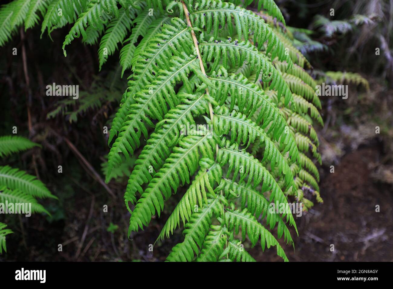 Typical vegetation of the Azores, Sao Miguel island, Azores Stock Photo ...
