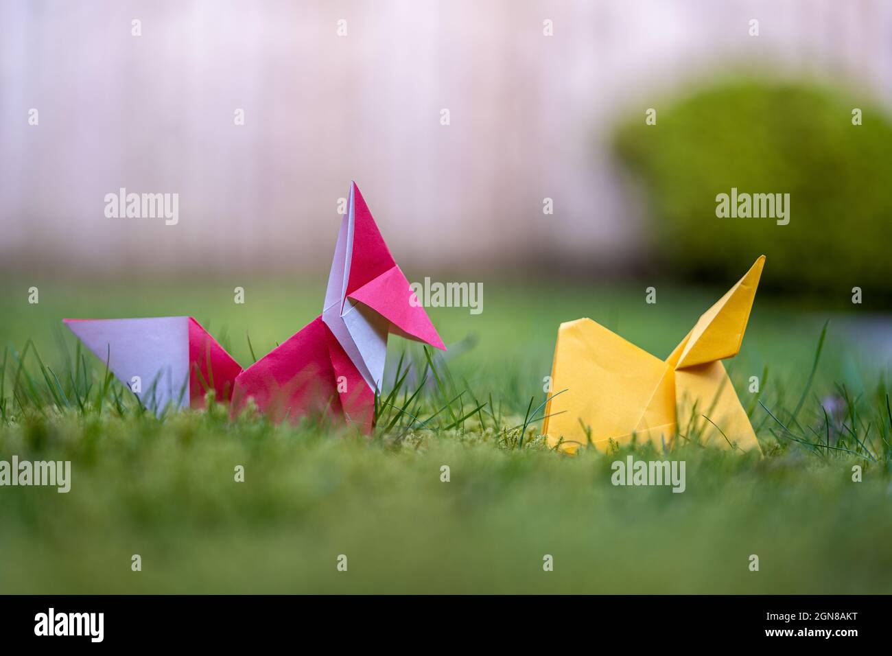 Fox chasing a rabbit hi-res stock photography and images - Alamy