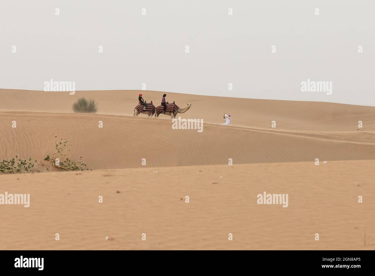 DUBAI, UAE - SEPTEMBER 4, 2018: People ride camels in the desert on ...